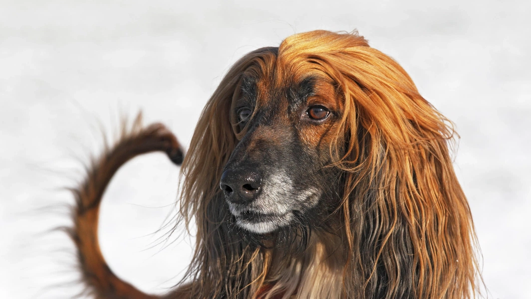 5 affectionate dog breeds with lower obedience scores