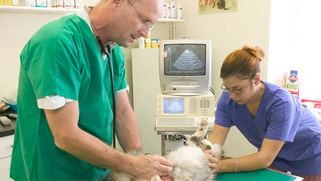 Understanding and solving cat litter box problems