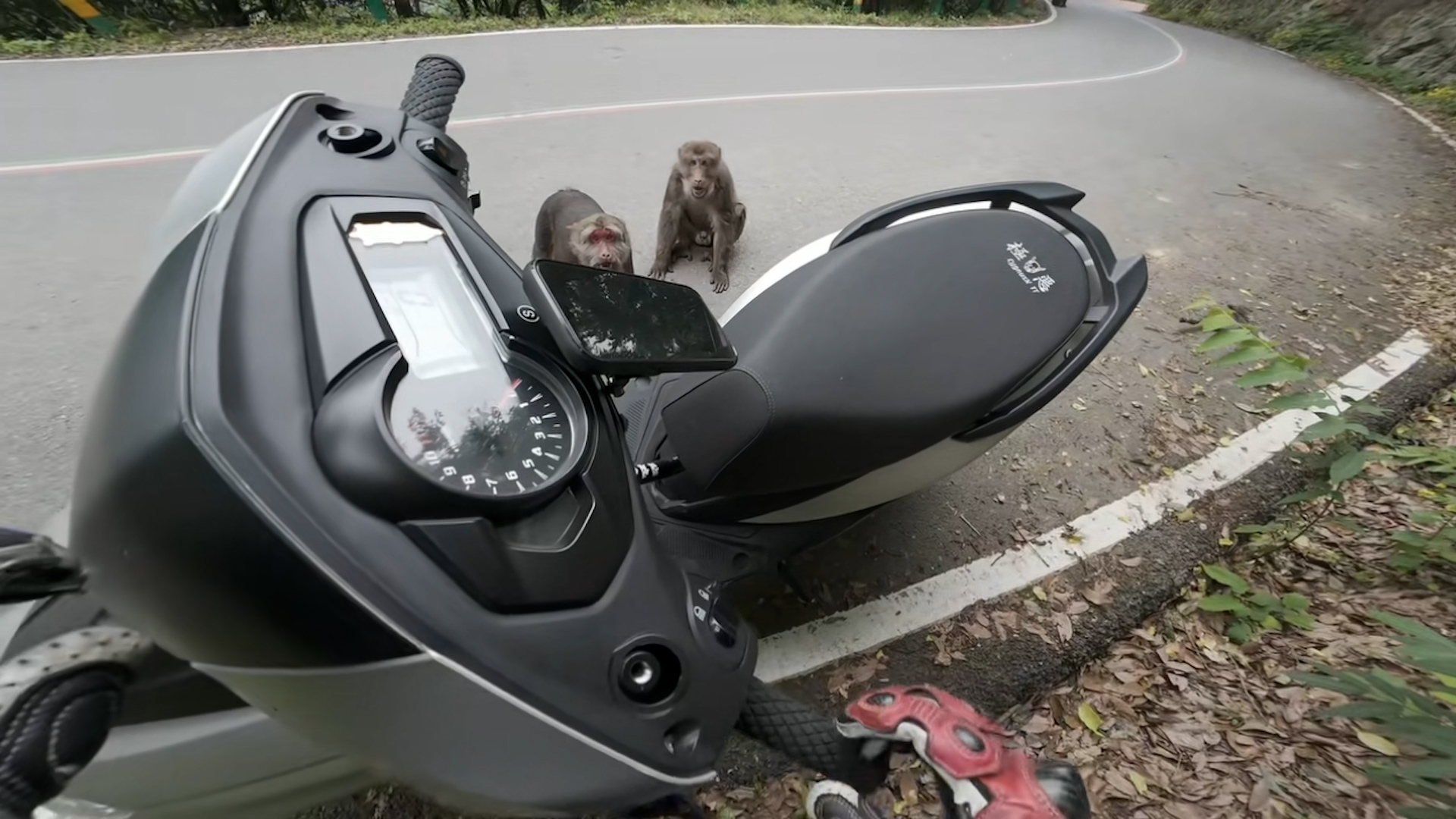 Man surrounded by monkeys during roadside encounter