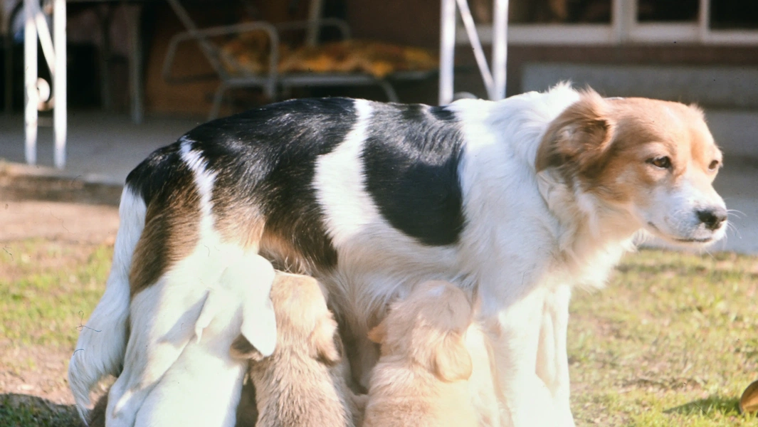 Understanding why dogs put their paws on people