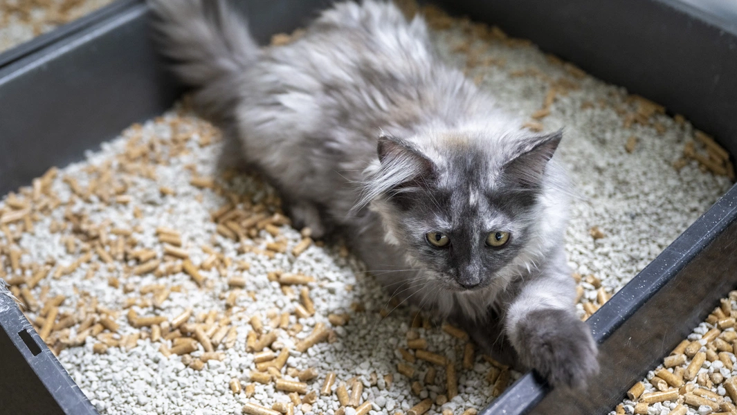 Understanding and solving cat litter box problems