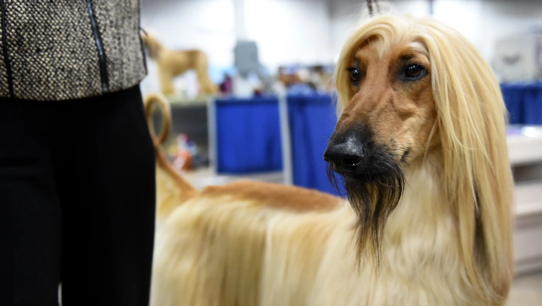 15 dog breeds that show affection selectively