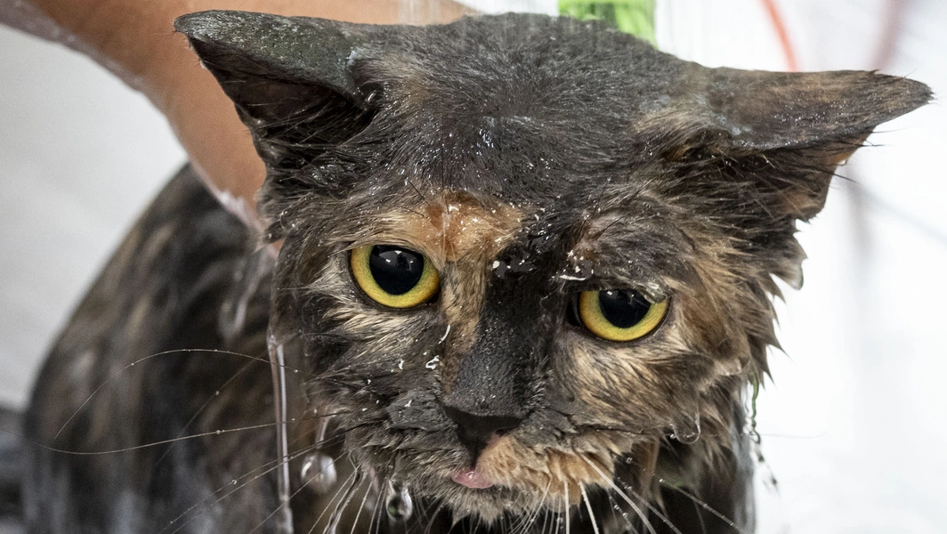 8 hilarious cat memes and quirky feline behaviors