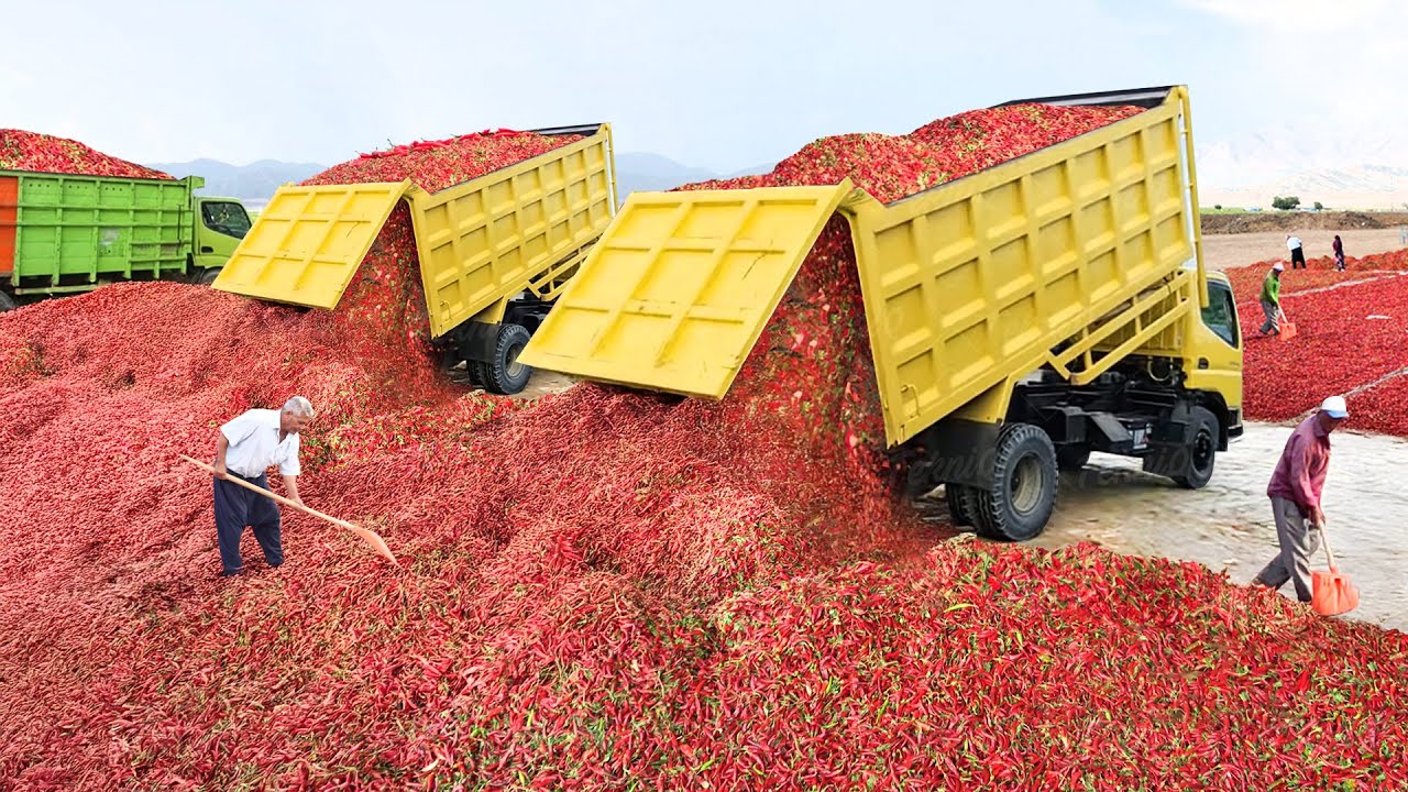 Inside Massive Farm Harvesting Tons of Red Peppers Everyday