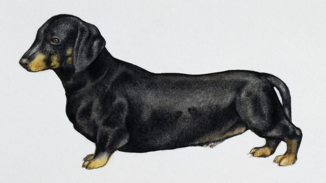 13 small dog breeds with remarkable strength