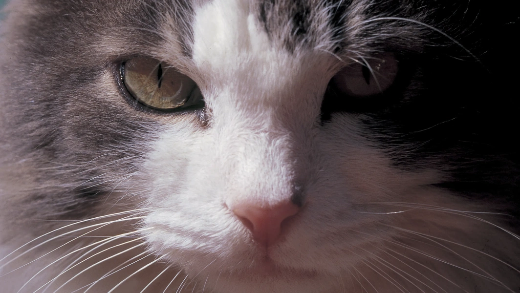 8 cat behaviors that show affection and trust
