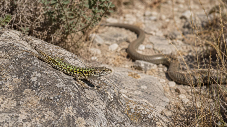 Ibiza’s colorful wall lizards are being pushed toward the edge by ...