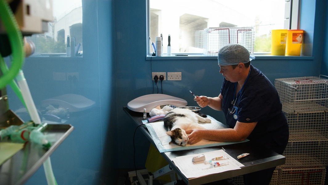 Understanding and solving cat urination issues