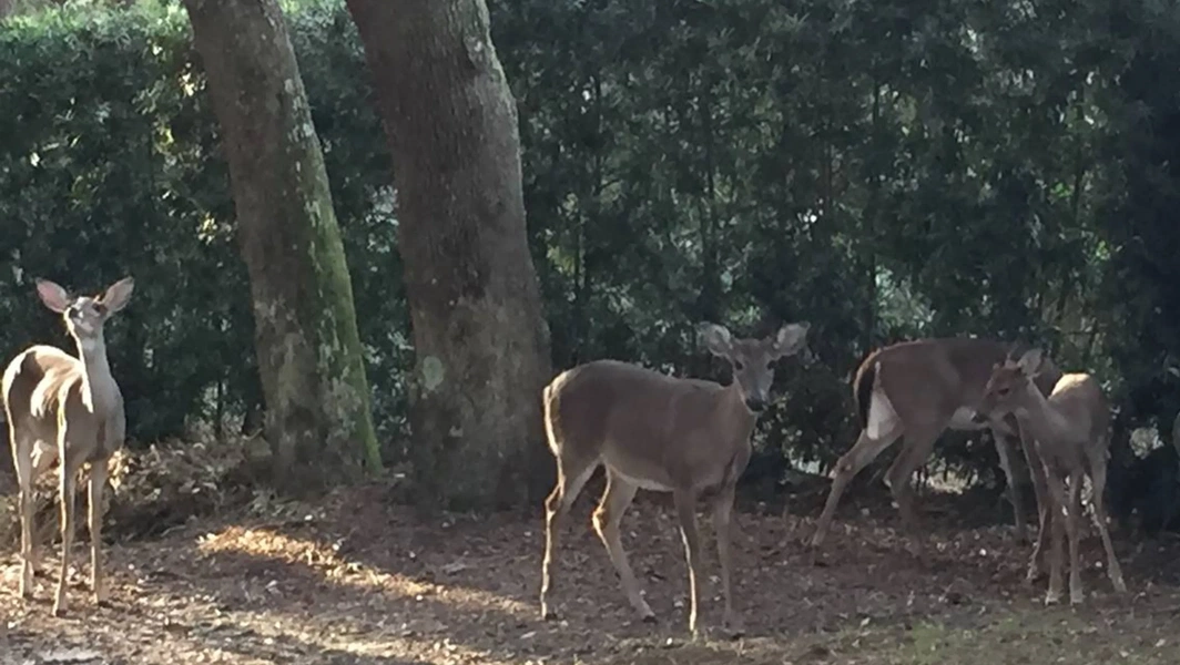 Kiawah Island’s serene escape for nature lovers