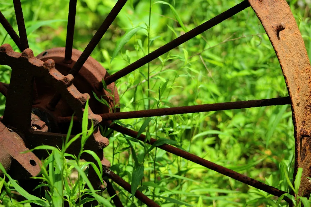 The green manure solution: How cover crops restore tired garden beds
