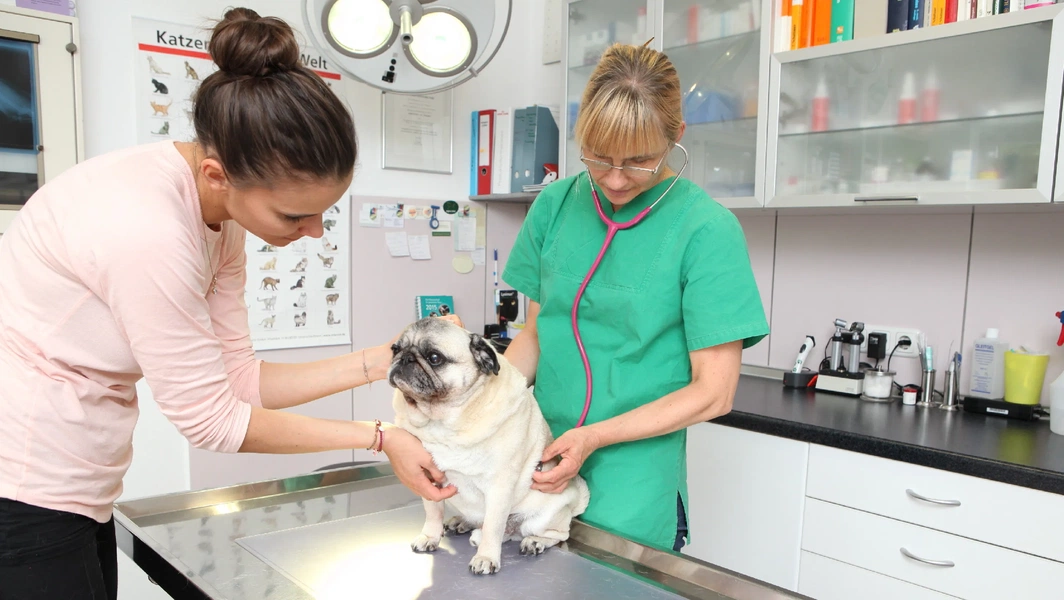 Recognizing dog behaviors that signal danger or illness
