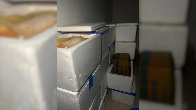 Fake blood plasma racket busted in Ahmedabad, mastermind among 4 arrested