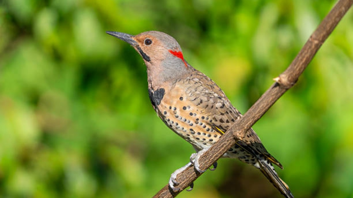 These 18 amazing woodpecker facts will change how you see these birds