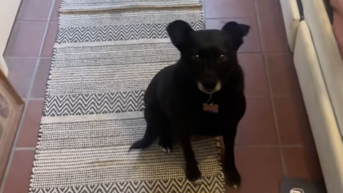Dog has a strange reaction to Spanish: a secret from her past comes to ...