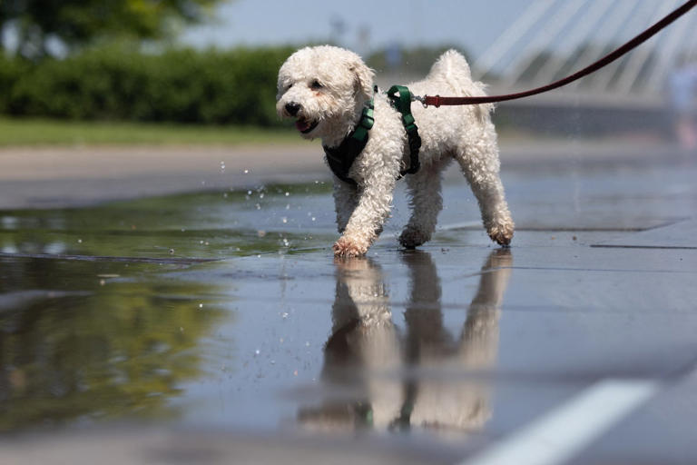 How to keep your dog cool in the heat – and how to spot overheating