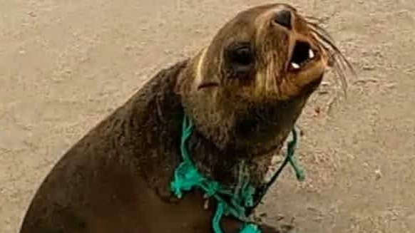 Six poor seals were slowly dying - and nobody knew which one needed ...