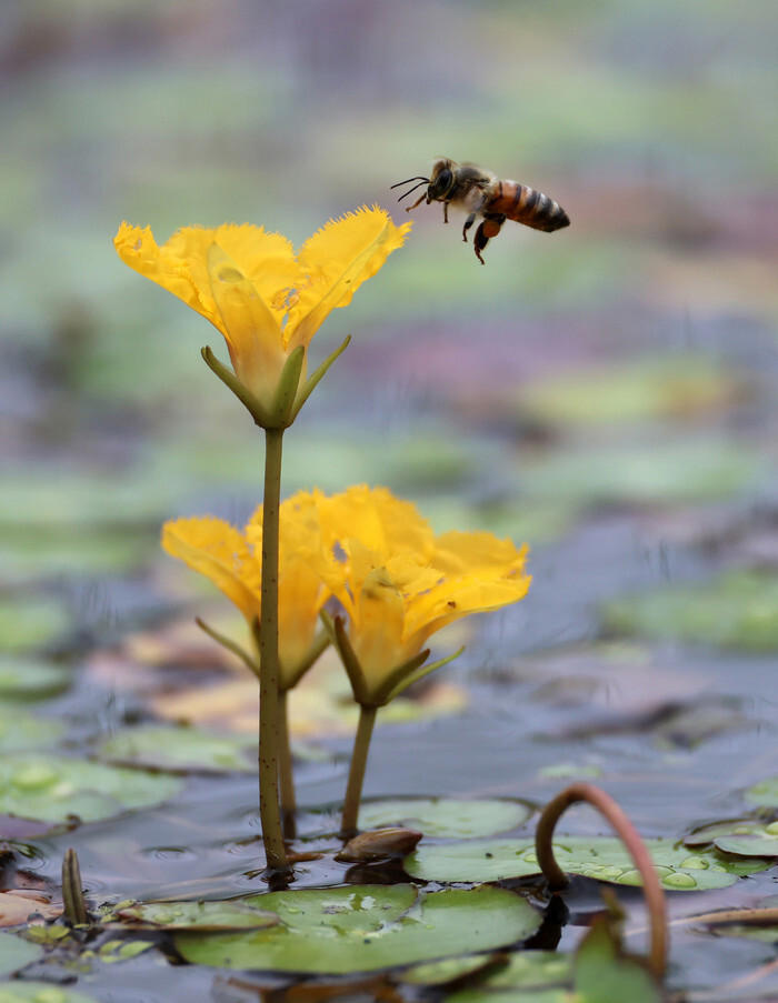 Yellow floating heart flowers