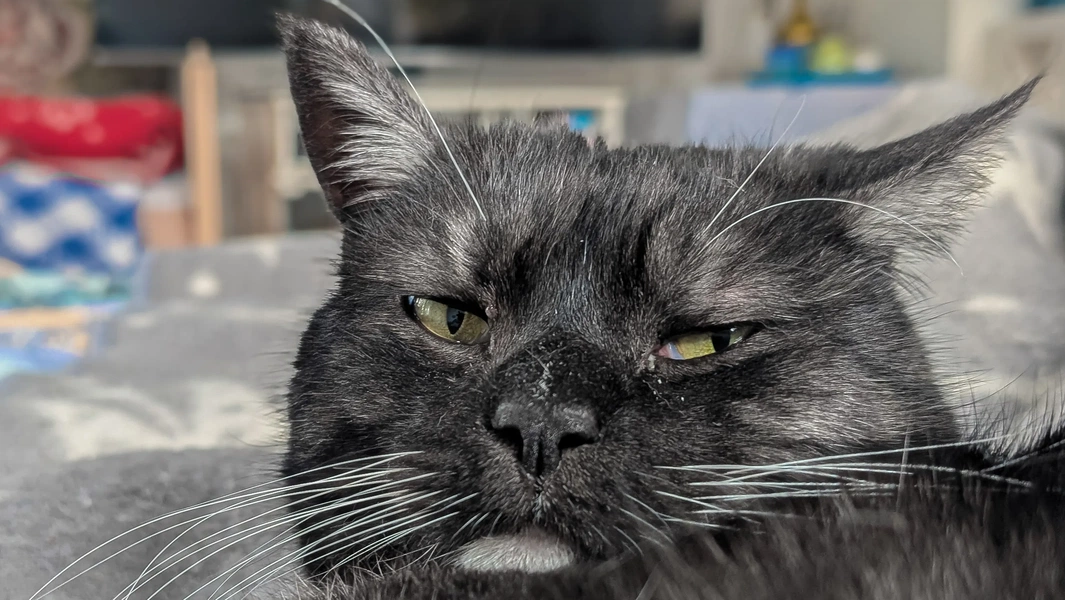 6 behavioral signs your cat may dislike you