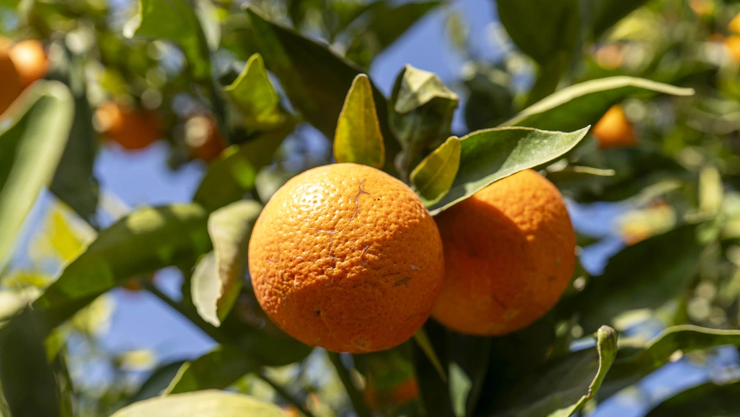 Clementine facts, varieties, and uses