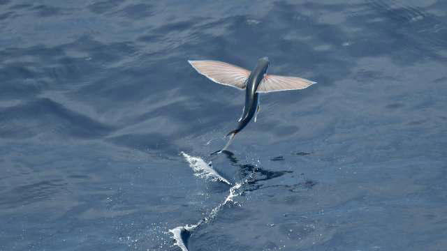 Flying fish glide above the waves in surreal display of survival from ...