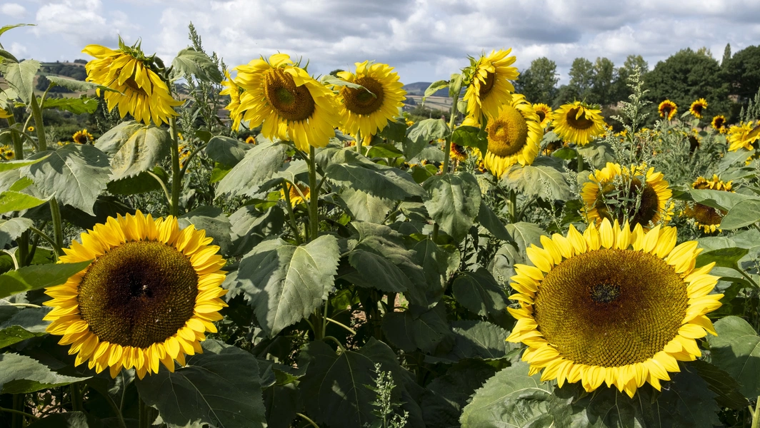 Sunflower secrets every gardener should know