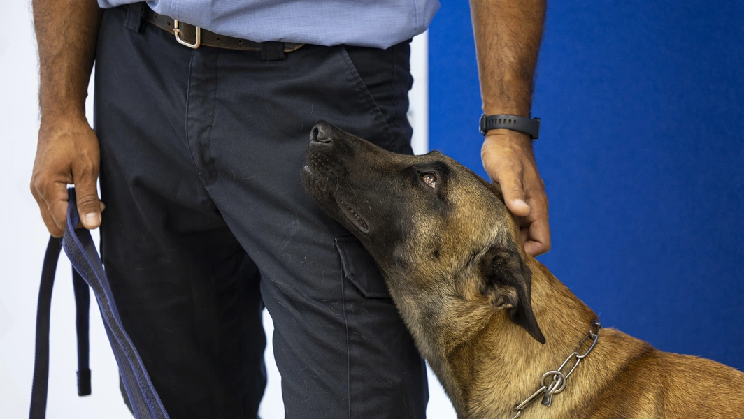 12 guard dog breeds for protection and companionship