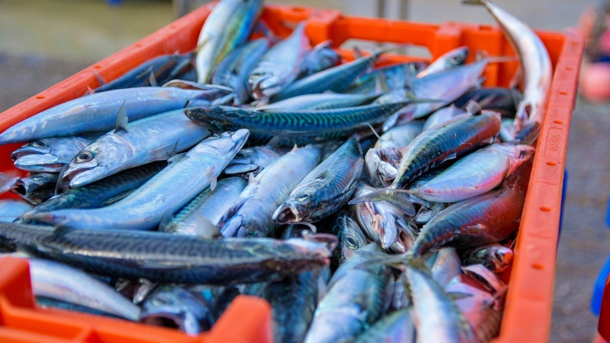 El Nino to hit fisheries: Sardine, mackerel fish species to shrink in ...