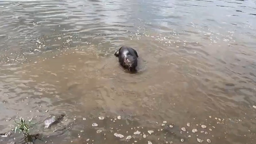 A man was walking through the river - "Get off me, man" - then a beaver ...