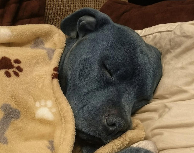 Pitbull dorme nel letto con la proprietaria, lei risponde alle critiche