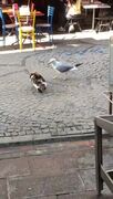 Cat and seagull face off