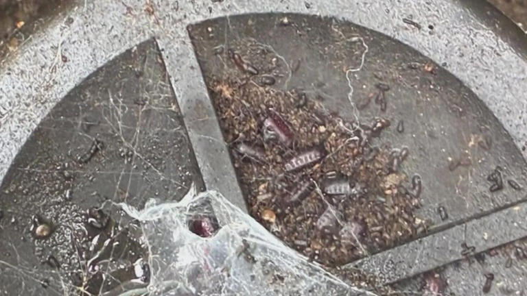 Invasive Turkestan cockroach drives surge in Sacramento-area pest ...