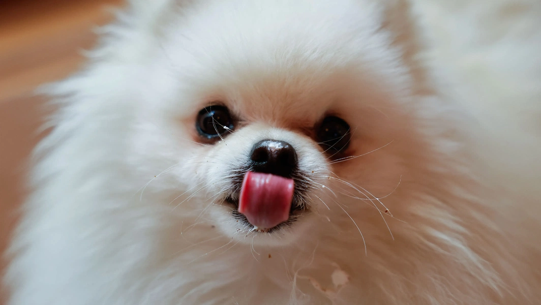 11 small dog breeds with distinctive traits