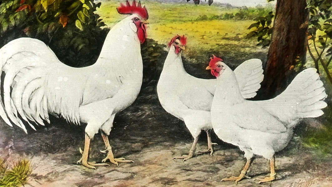 5 prolific egg-laying chicken breeds