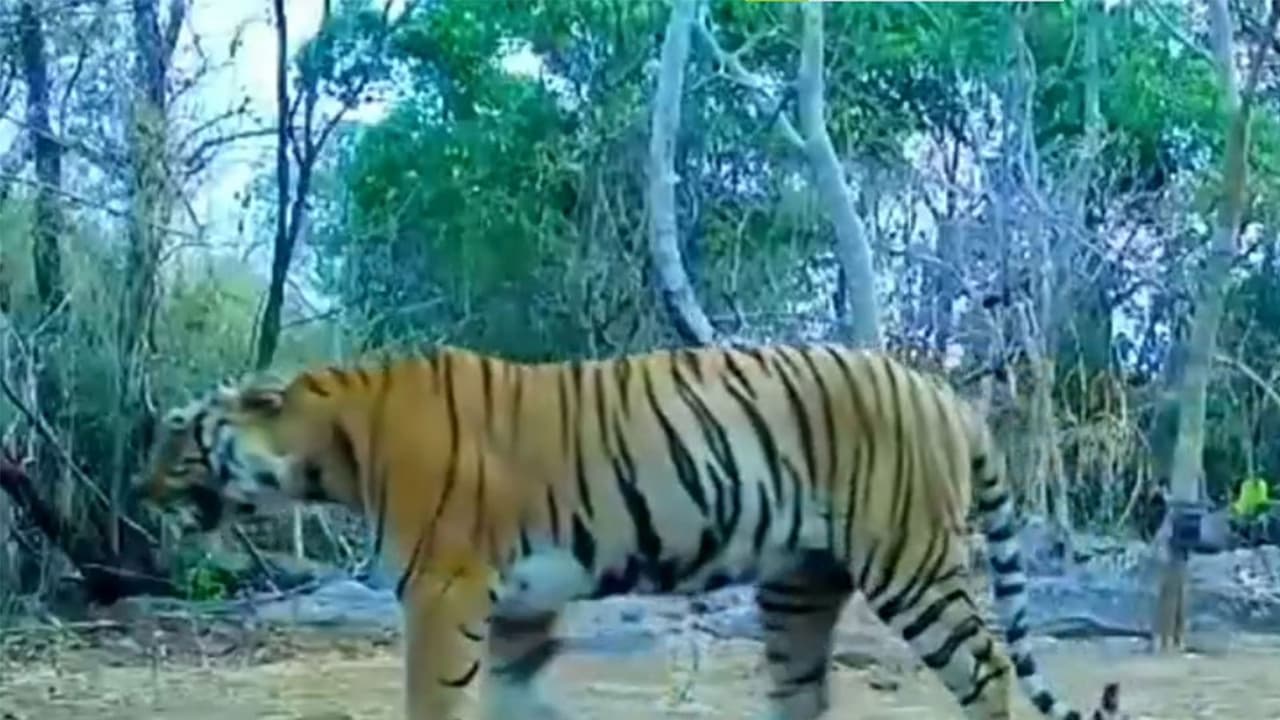 Tigress spotted in Chhattisgarh's Udanti-Sitanadi after eight years