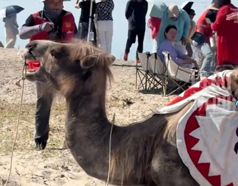 Outrage erupts after distressed tourist-carrying camel in China is ...