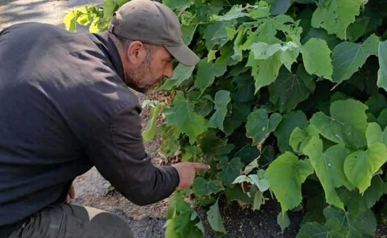 Cade per le radici degli alberi