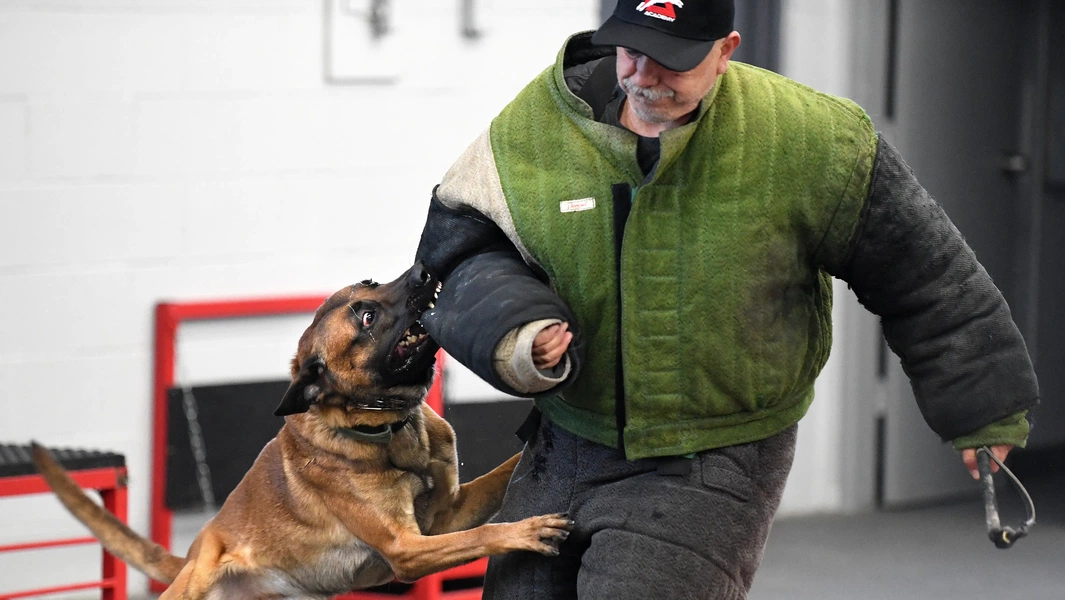 12 signs your dog is protecting you