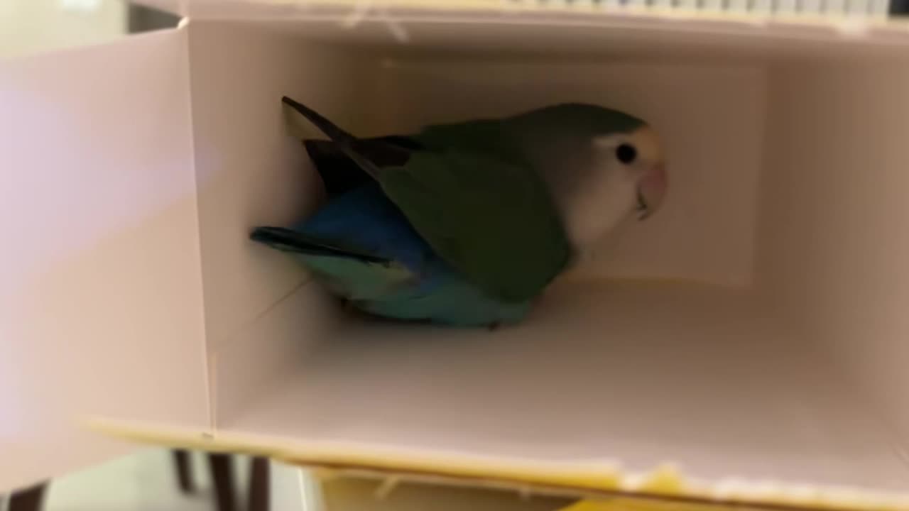 Parrot chats from inside small box in Zhejiang, China