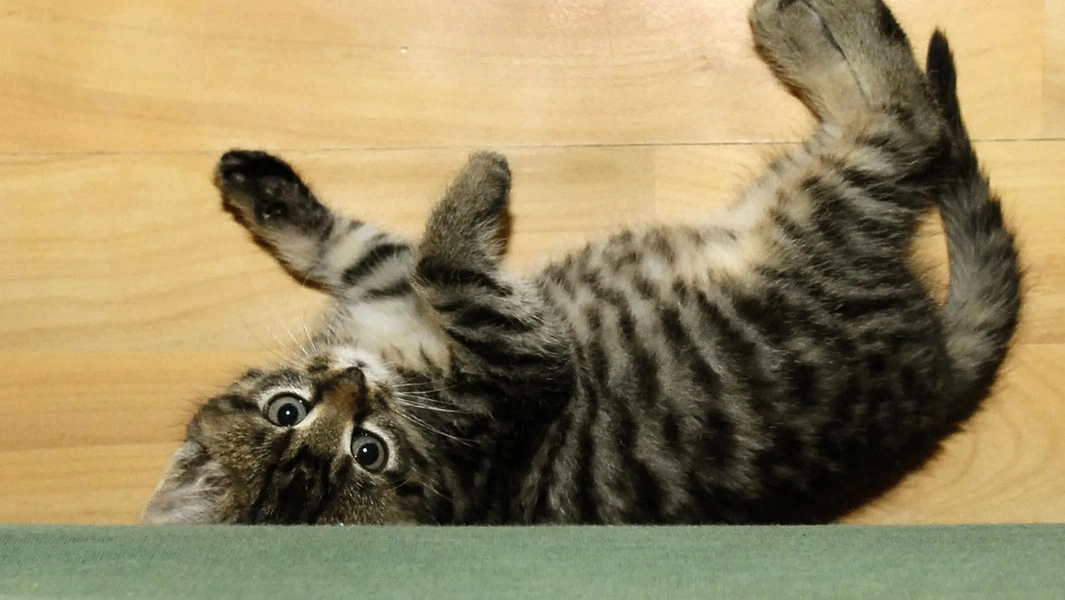 Why cats flop, roll, and wiggle
