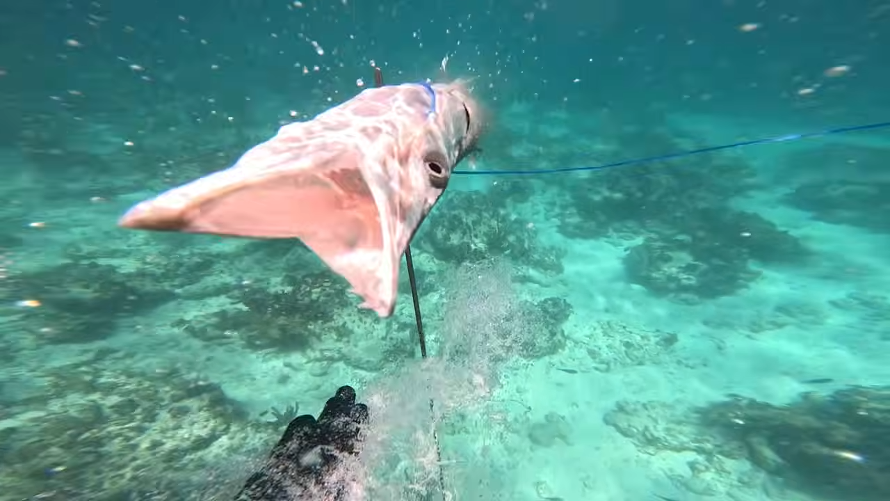 Spearfishing turns terrifying when barracuda teeth come inches away ...