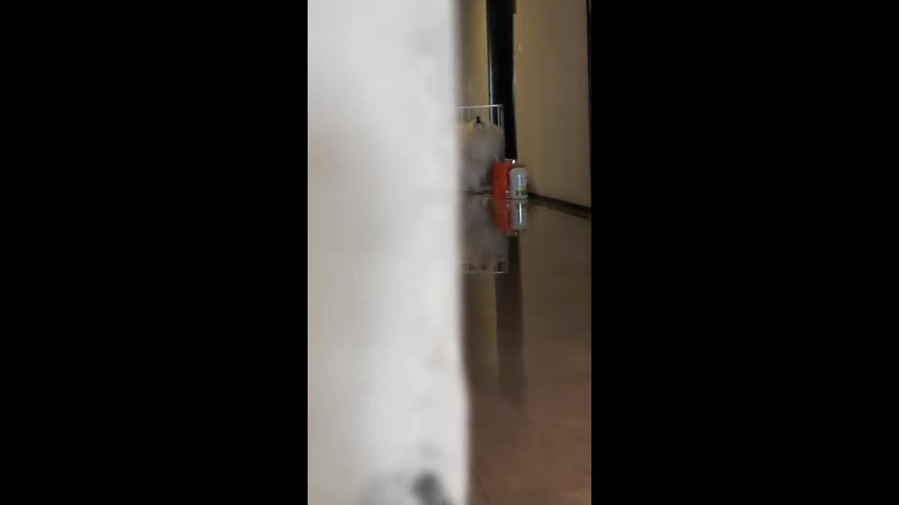 Samoyed stops howling and runs to owner in Guangdong, China