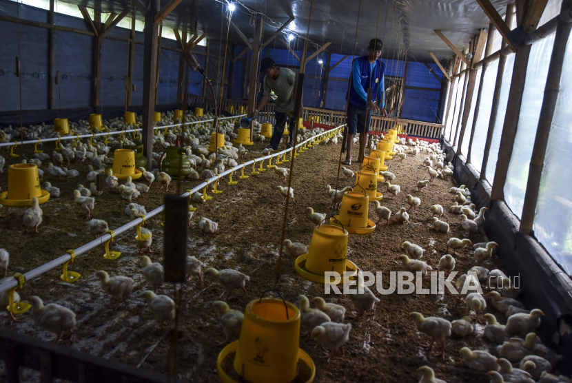 Harga ayam di bawah HPP, Permindo minta tata kelola impor pakan dievaluasi