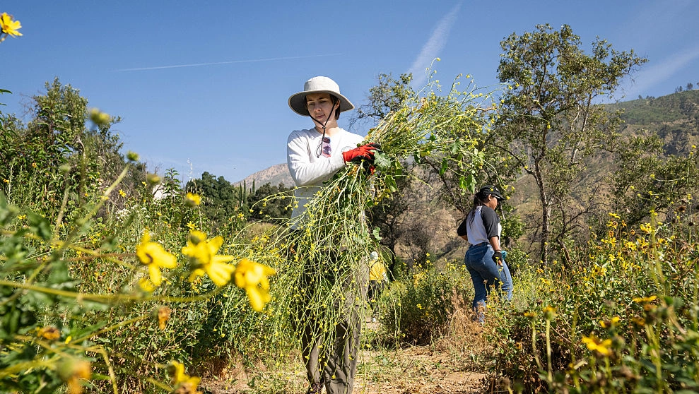 Invasive species impacts and responses in the US