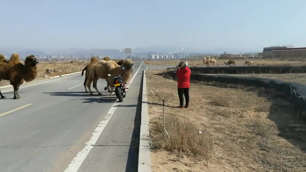Motorcyclist encounters camels blocking road near Wuhai Lake in Inner ...