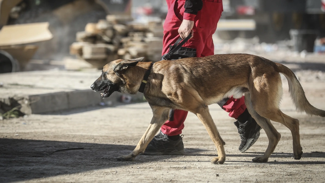 How dogs sense the world before humans