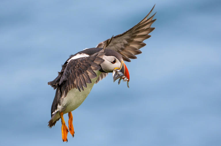 Greedy puffin caught on camera stuffing its beak with fish