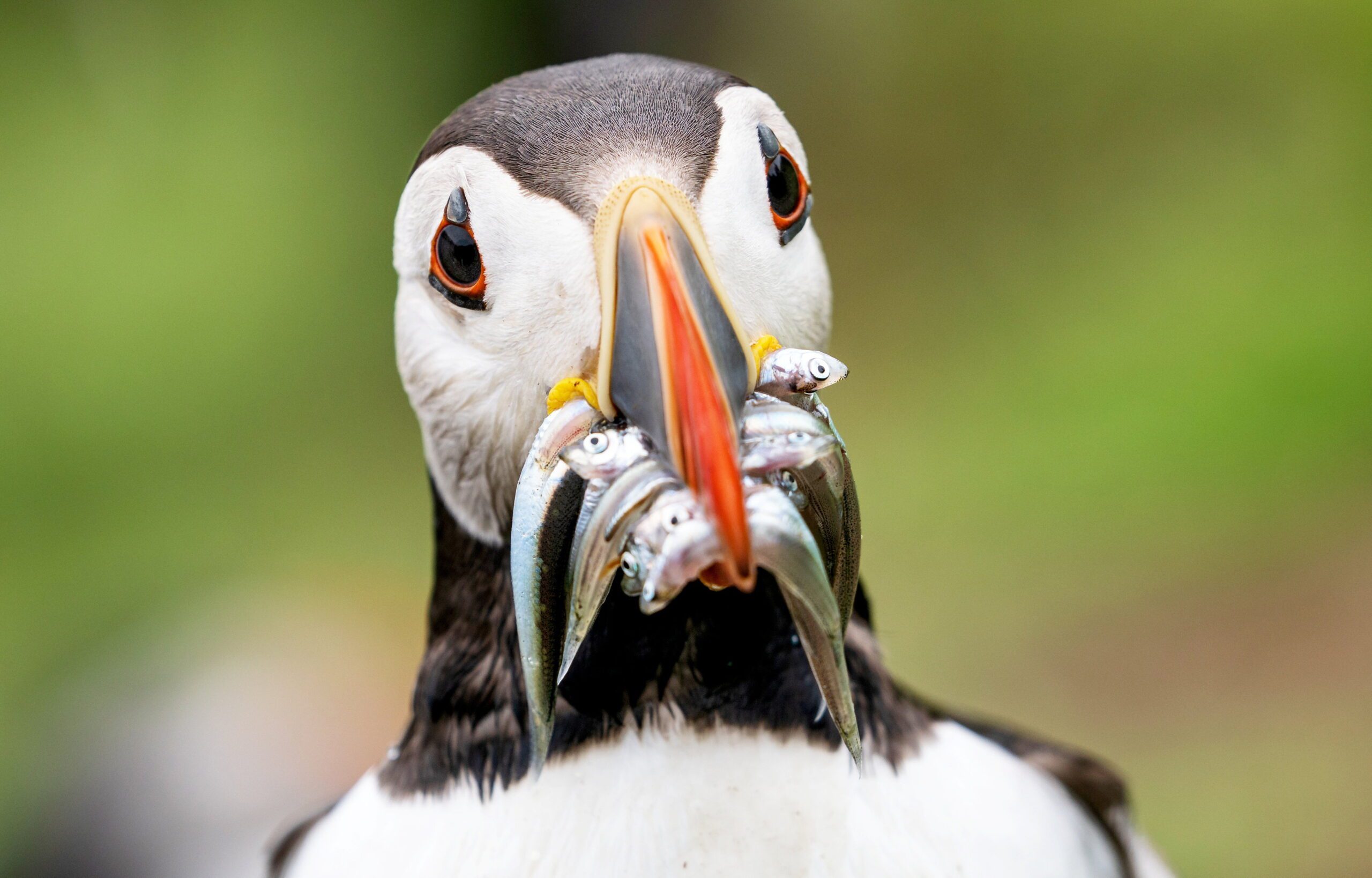 Greedy puffin caught on camera stuffing its beak with fish