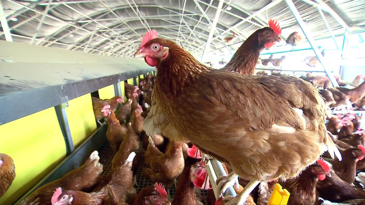 Papua New Guinea halts Australian poultry imports over H5 bird flu cases