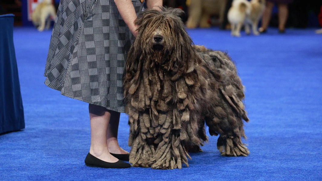 15 rare dog breeds in decline