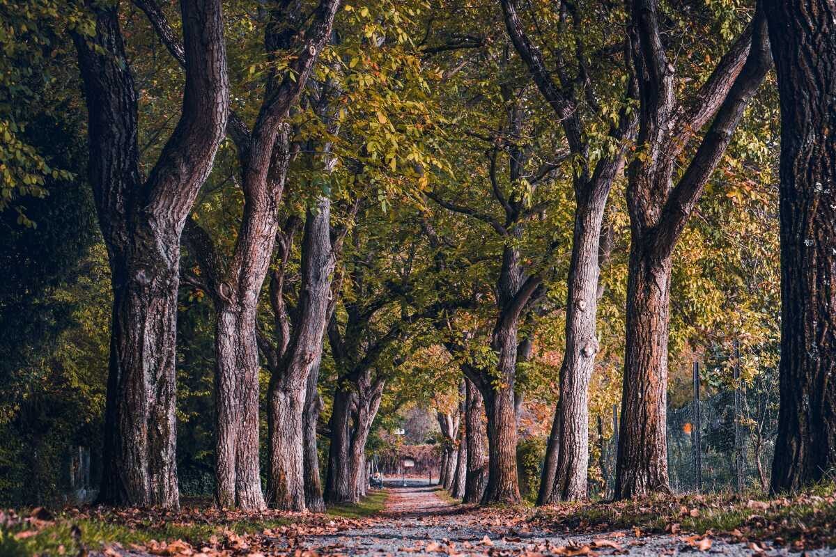 South Africans called to plant 10 million trees on Heritage Day